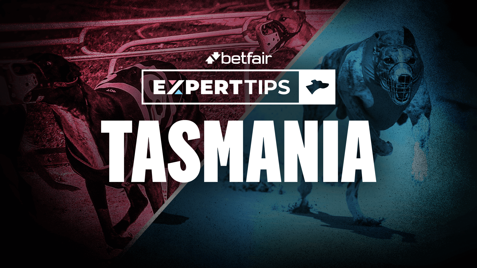 TAS Greyhound Racing Tips | Preview & Best Bets | Betfair Hub
